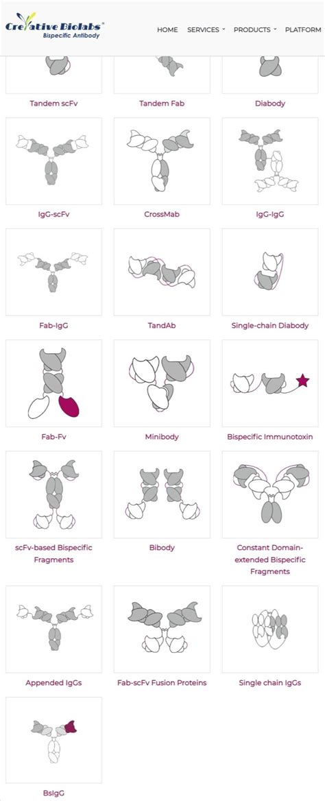Formats Of Bispecific Antibody Biotechnology Half Life Format