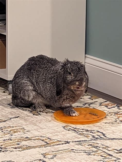 Update On Ruby Shes Pulling Through R Bunnies