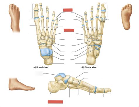 foot anatomy Diagram | Quizlet