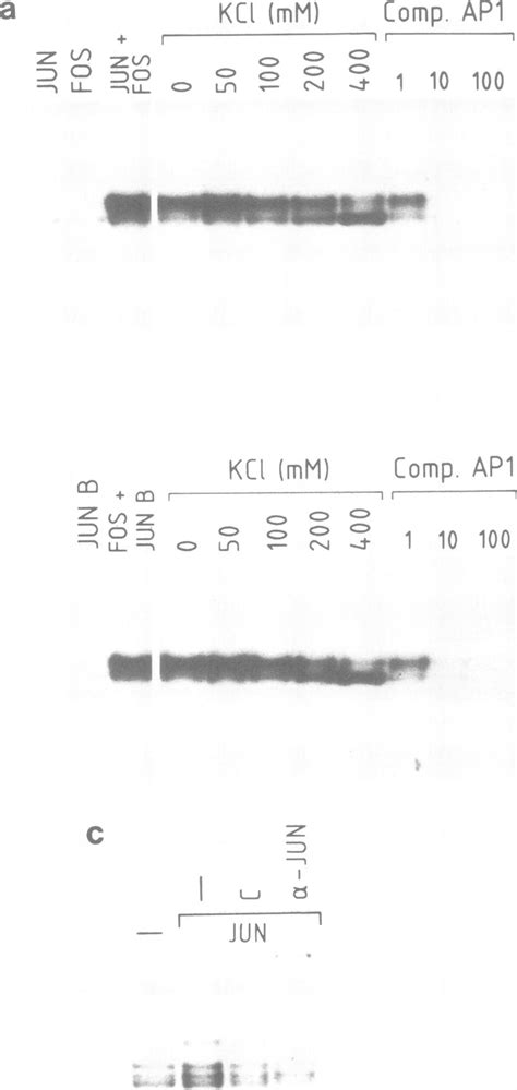 Co Operation Of C Fos And Fos B Proteins With C Jun And Jun B In