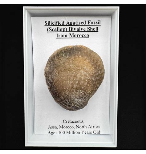 Fossils For Sale Fossils Silicified Agatised Fossil Scallop Bivalve Shell From Morocco