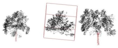Hierarchical Fine Extraction Method Of Street Tree Information From Mobile Lidar Point Cloud Data