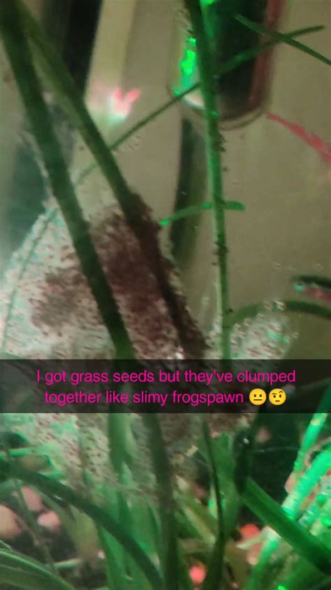 Grassy Seedy Slimy Clumpy R Aquariums