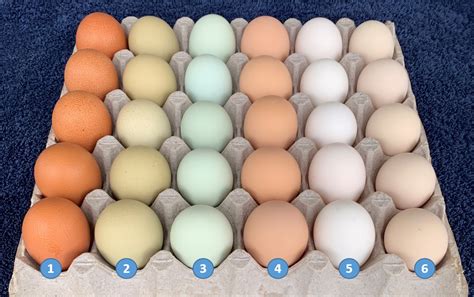 Dominecker Chickens Eggs