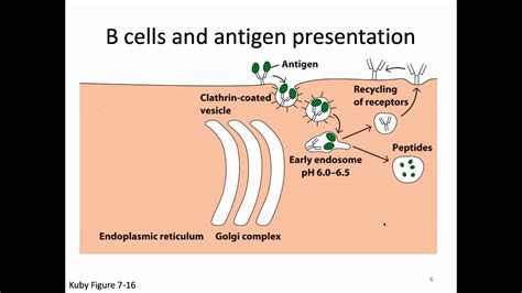 Immunology Fall 2019 Lecture 16 Mhc Class Ii Antigen Processing Youtube