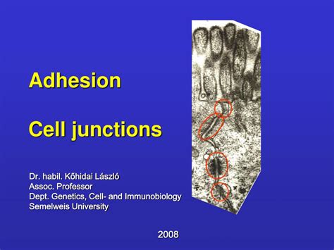 PPT Adhesion Cell Junctions PowerPoint Presentation Free Download ID 404906