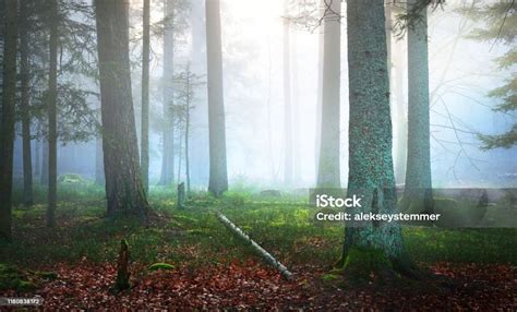 이끼 카펫과 타락한 나무 줄기와 어두운 안개 소나무 숲의 장면 프랑스어 알자스 0명에 대한 스톡 사진 및 기타 이미지 0명 가을 계절 Istock