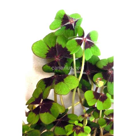 Buy Oxalis Tetraphylla With Canarius