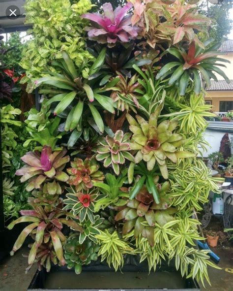 Neoregélia A Stunning Houseplant From South America Nogth Shade