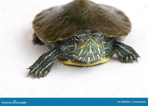 Red Eared Slider Turtle Or Trachemys Scripta Elegans Reptile Is Resting On Pond Royalty Free