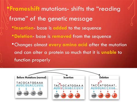 Frameshift Mutation Reading Frame At Joan Byrd Blog
