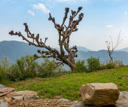 Tree Pruning Mistakes To Avoid Making In Your Backyard Homes And Gardens