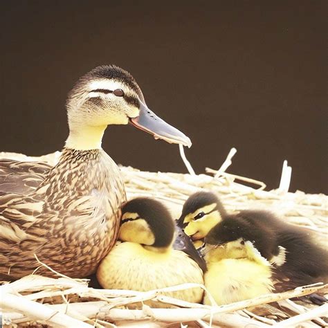 Motherduck Launches New Cloud Analytics Platform Built On Duckdb