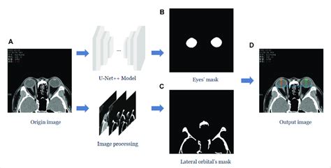 Process Of Calculating The Vertical Distance From The Apex Of The Download Scientific Diagram