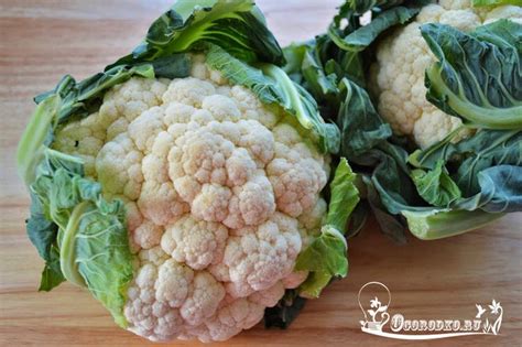 Цветная капуста сорт "Царевна" | Cauliflower, Cauliflower rice, Paleo ...
