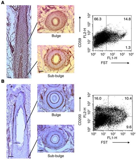 Jci Characterization And Isolation Of Stem Cellenriched Human Hair Follicle Bulge Cells
