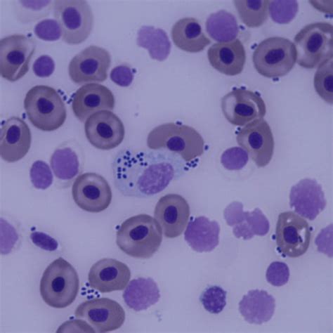 Can I Isolate Streptococcus Agalactiae From Water Fish Pond Researchgate