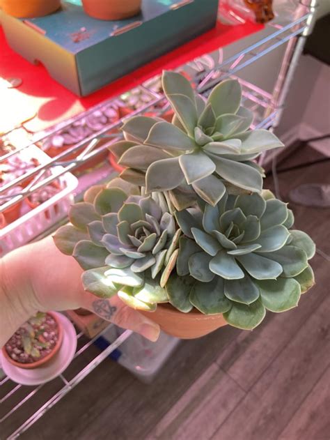 id please i cannot figure out what these are r succulents