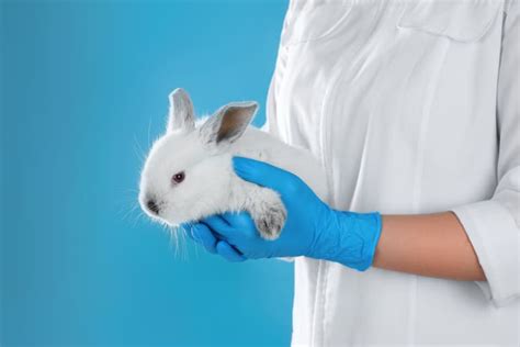 Rabbit Pyrogen Test Alternative Mat Research