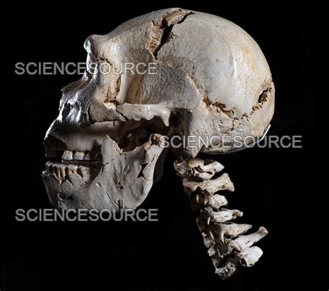Homo Heidelbergensis Skull Diagram 33 Homo Heidelbergensis The