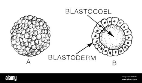 Blastula Diagram