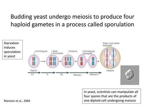 Ppt Introduction To Yeast Genetics Powerpoint Presentation Free Download Id2115244