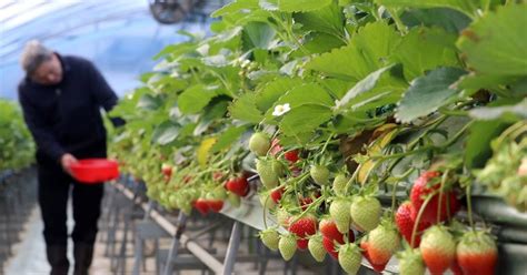 빨간 겨울딸기가 주렁주렁