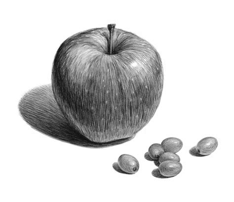 Иллюстрация Натюрморт в стиле академический рисунок графика