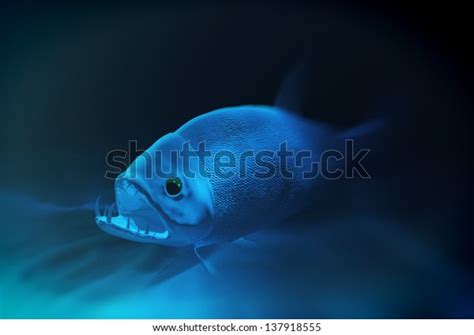 Peruvian River Animals Over 27 Royalty Free Licensable Stock