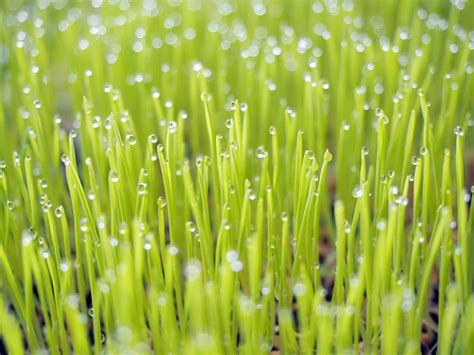 Premium Photo Close Up Of Wet Grass On Field