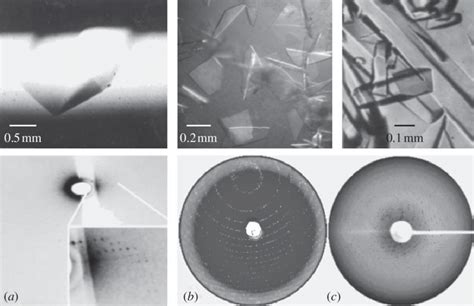 From Poor To Useful Diffraction Of Ribosomal Crystals A The Tip Of Download Scientific