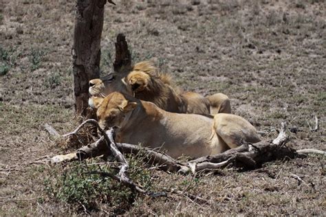 Wildlife Photos African Lion How Do Lions Have Sex Wildlife Photos From Abeslaimdo S Gallery