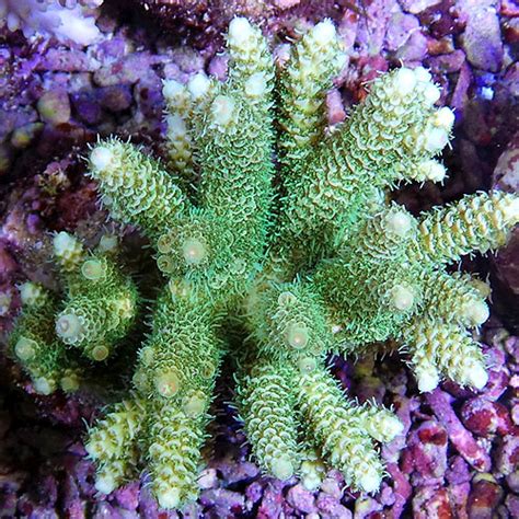 A Millepora Green Dr1 Reefworks Trade