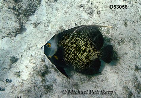 Pomacanthus Paru French Angelfish Pomacanthidae Wild Nature Images