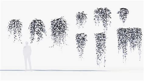 English Ivy Hedera Helix 3d Model 01 Free 3d Model For Design