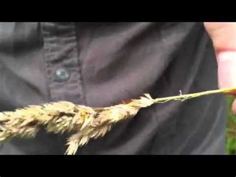 Creepy Bug Sex YouTube