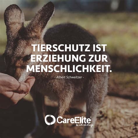 Tierschutz Zitate 60 Sprüche Gegen Tierquälerei • Careelite