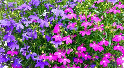 How To Plant Grow And Care For Lobelia