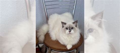 Котенок породы рэгдолл купить в Москве Животные и зоотовары Авито