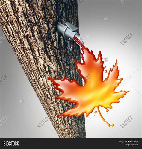maple sap flowing image and photo free trial bigstock