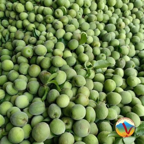 Quả Mơ Là Quả Gì Khám Phá Những Lợi Ích Bất Ngờ Từ Quả Mơ