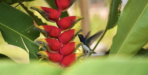 Beste Excursies In Minca Colombia