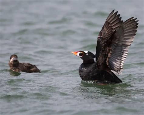 Surf Scoter Facts Diet Habitat And Pictures On Animaliabio