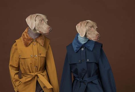William Wegman Art 51 For Sale At 1stdibs