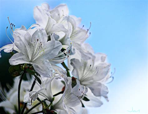Gambar Wallpaper Bunga Azalea 58 Koleksi Gambar