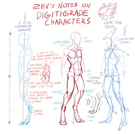 Notes On Digitigrade Characters By Zyraxus On Deviantart