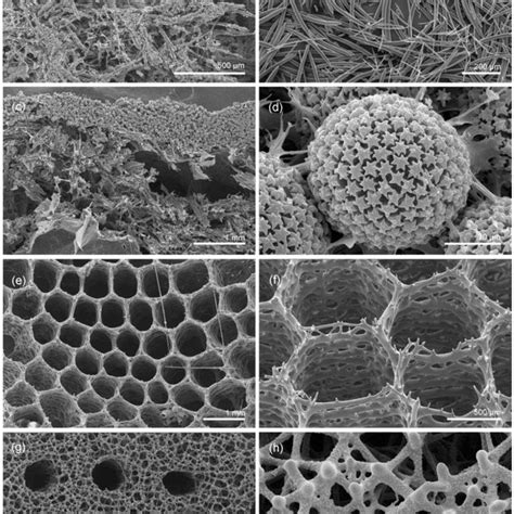X Ray Diffraction XRD Patterns Of The Four Samples Main Diffraction Download Scientific