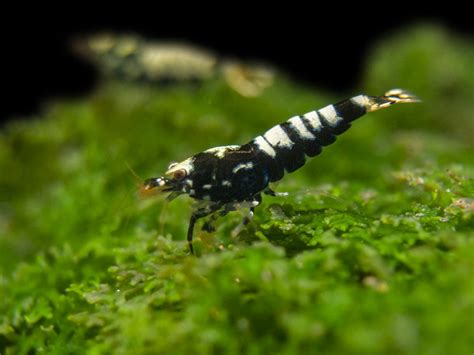Black Galaxy Pinto Shrimp A Grade Aquatic Arts On Sale Today For