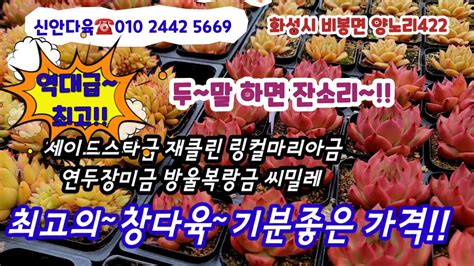 오늘은 고급품종을 완전 착하게 입고 3천원 묵은창은 가성비 끝판왕 재클린 링컬마리아금 연두장미금 씨밀레등 Youtube