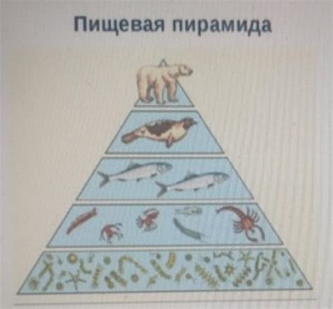 Рассмотрите экологическую пирамидуПищевая пирамидаА) объясните переход ...